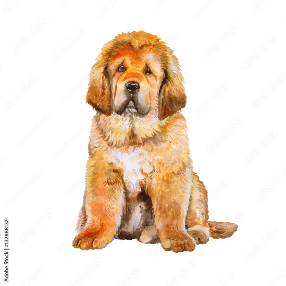 Watercolor portrait of Tibetan Mastiff breed dog isolated on white background. Hand drawn sweet ...