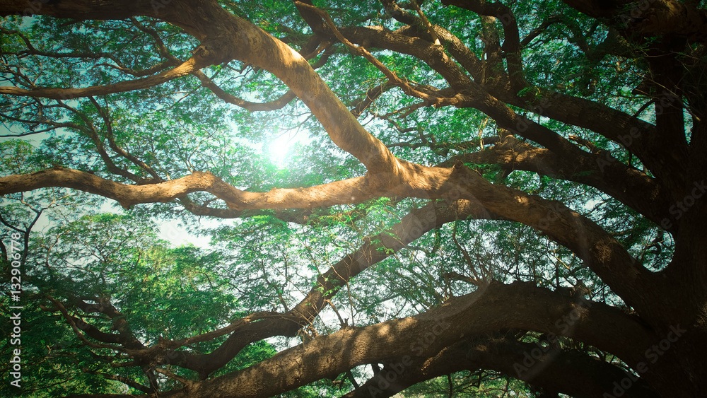 massive tree branches Stock Photo | Adobe Stock