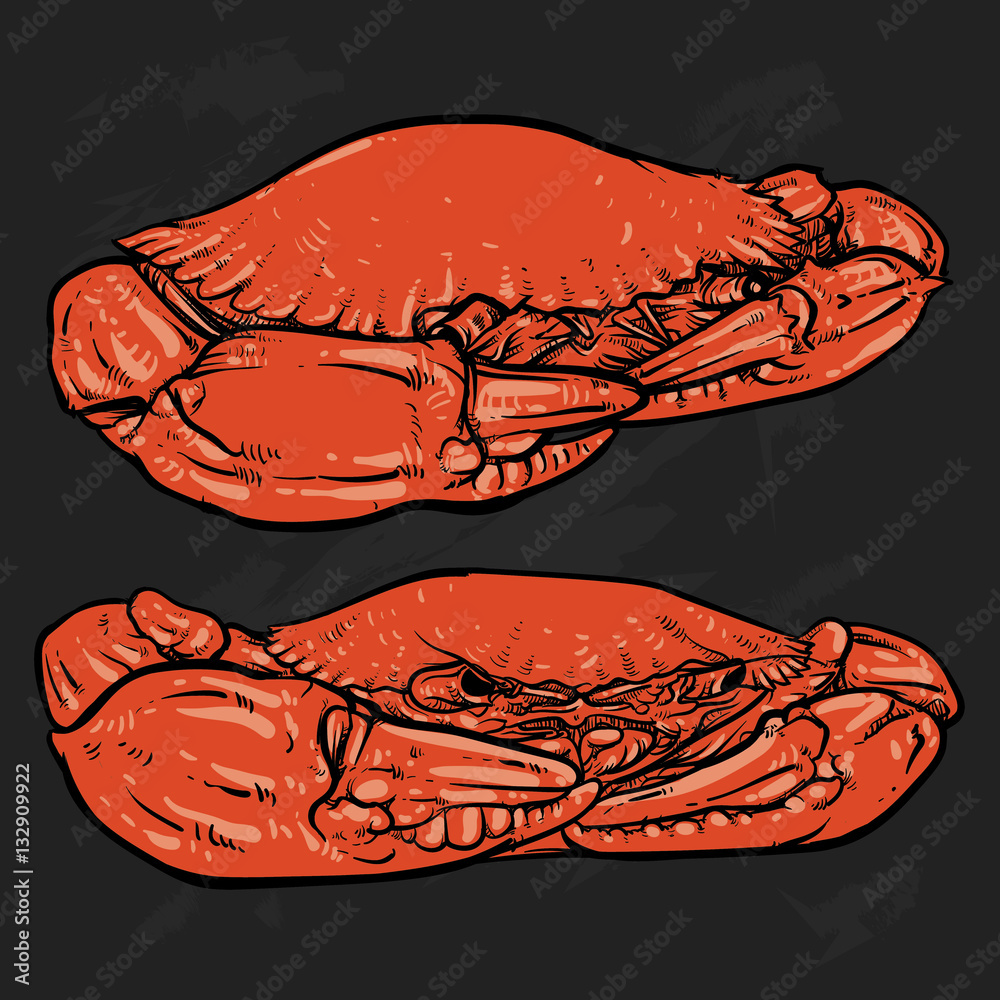 Crab drawing on black background. Hand drawn seafood illustratio Stock ...