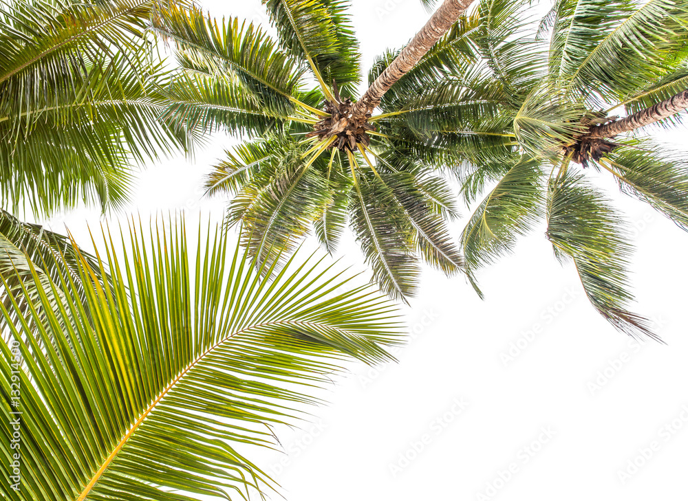 fond palmes de cocotiers Stock Photo | Adobe Stock