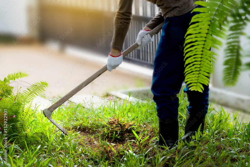 Man weeding his garden with hoe. Adult male digging weed in his green ...
