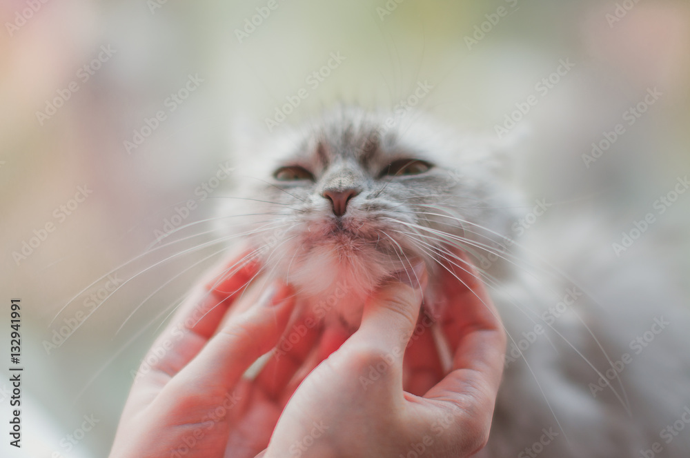 Cat being scratched by a human hand Stock 写真 | Adobe Stock
