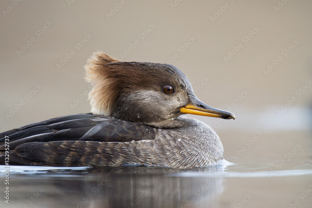 Hen Hooded Merganser