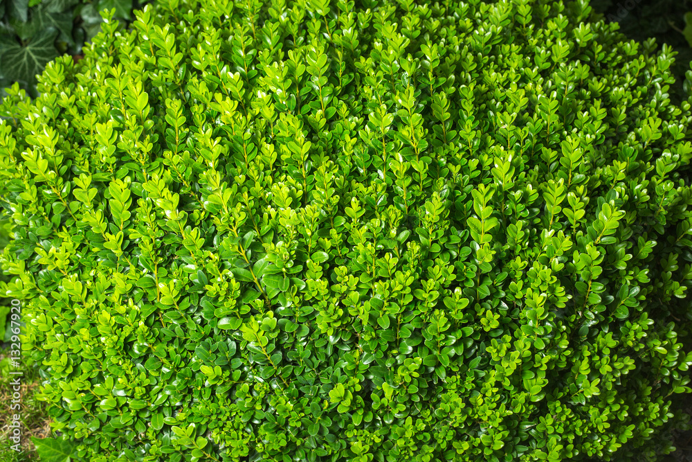 Buxus sempervirens Stock Photo | Adobe Stock