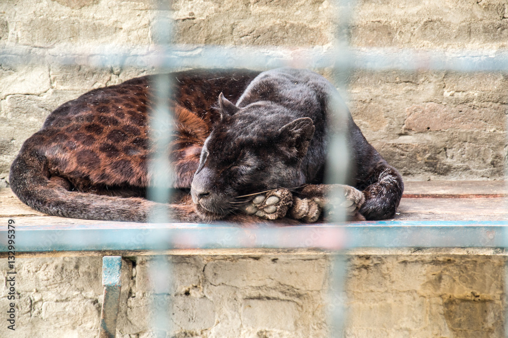 Black leopard in zoo Stock Photo | Adobe Stock