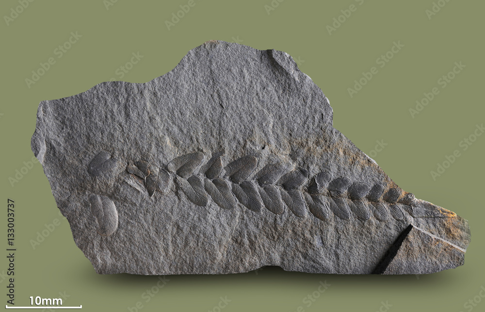 Foto de Prints of ancient plants that lived on earth 320 million years ...