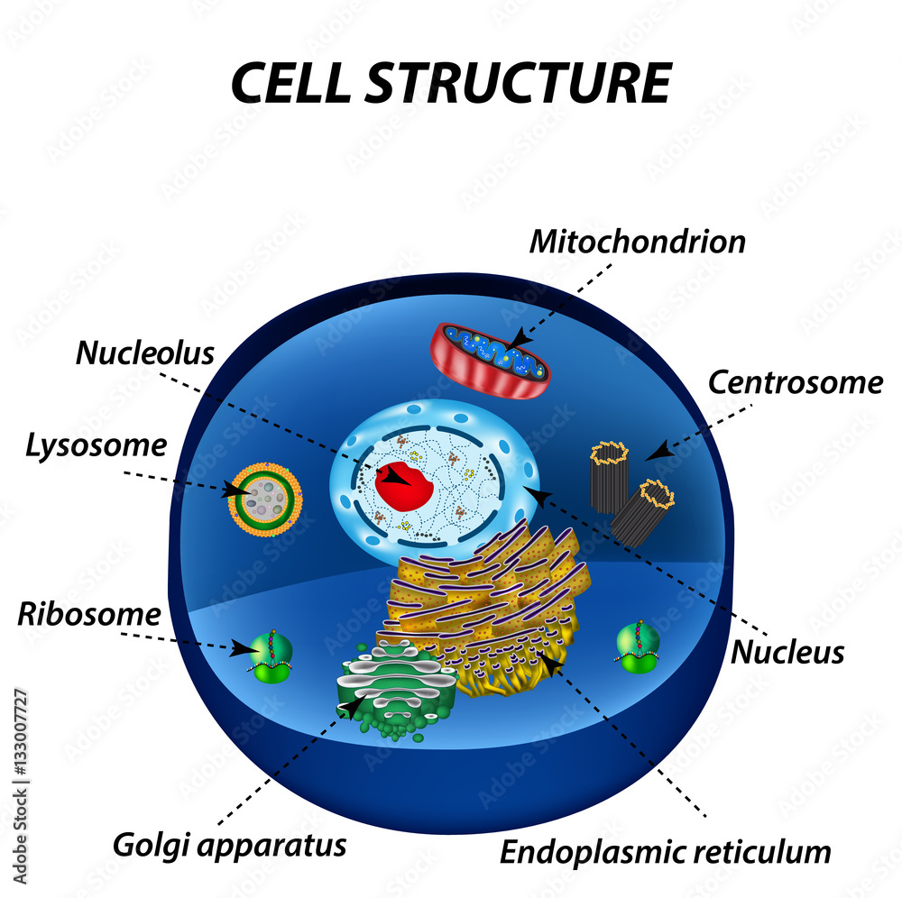 Structure of human cells. Organelles. The core nucleus, endoplasmic ... Structure of human cells. Organelles. The core nucleus, endoplasmic ...