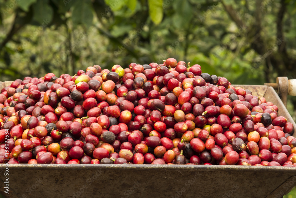 Cafetales mexicanos Stock Photo | Adobe Stock
