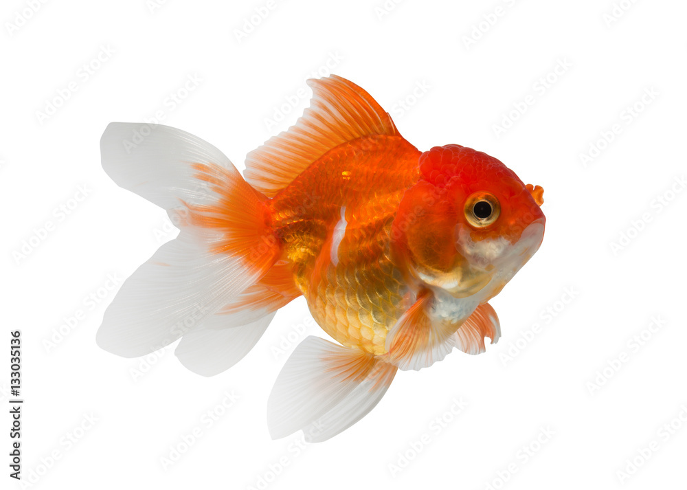 goldfish isolated on white background. File contains a clipping path ...