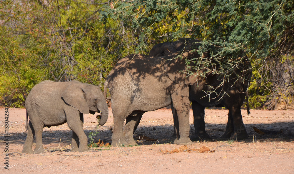 Desert elephants are not a distinct species of elephant but are African ...