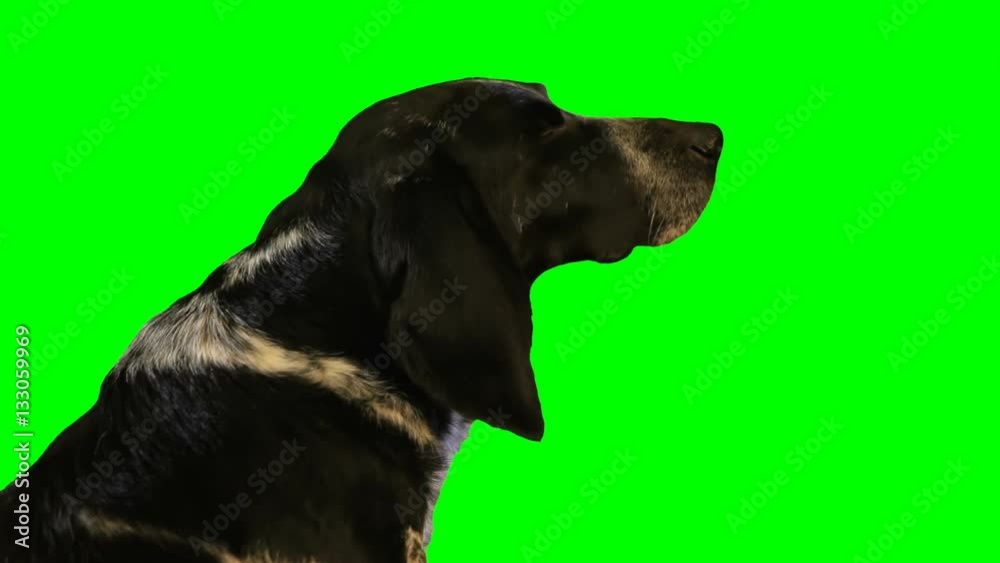 dog head on a green screen Stock Video | Adobe Stock