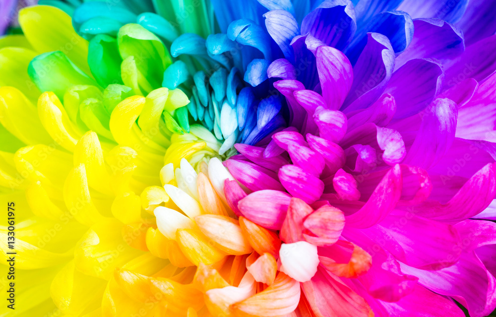 Colorful rainbow flower Stock Photo | Adobe Stock