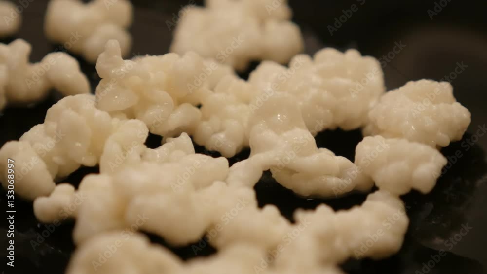 Milk kefir grains bacterial fermentation starter on plate slow pan 4K ...