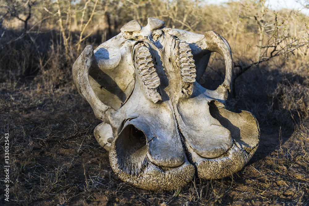 African Elephant Skull
