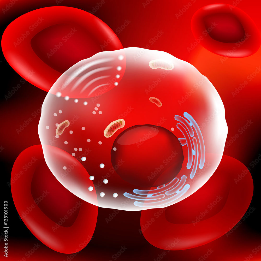 red blood cells and other human cell on red background Stock Vector ...