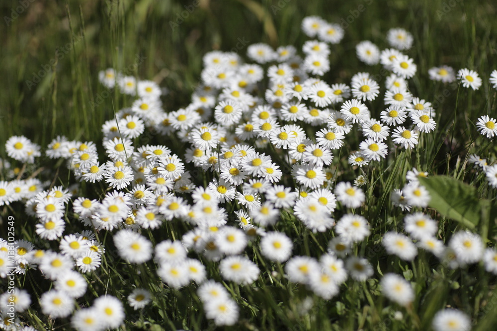 Daisy patch with closeup of a clump of daises in a grass meddow Stock ...