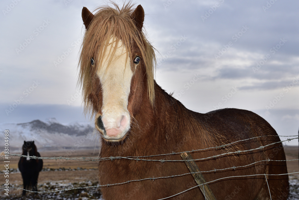 Islandpferde Stock-Foto | Adobe Stock