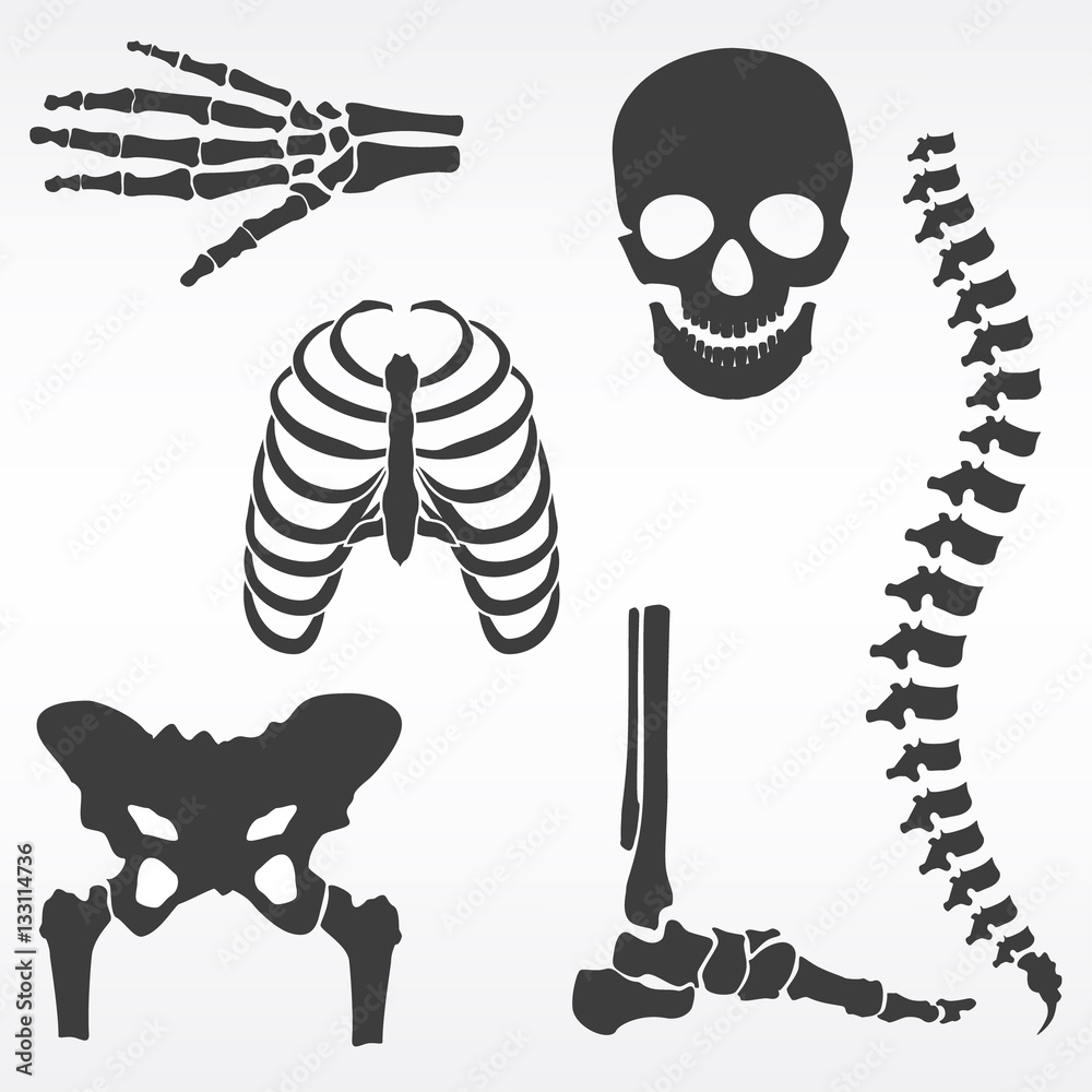 Human skeleton vector Stock Vector | Adobe Stock