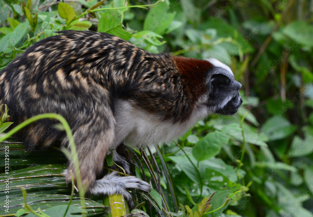 Geoffroy's Tamarin Side View/Tamarin crouched in a tree about to jump ...