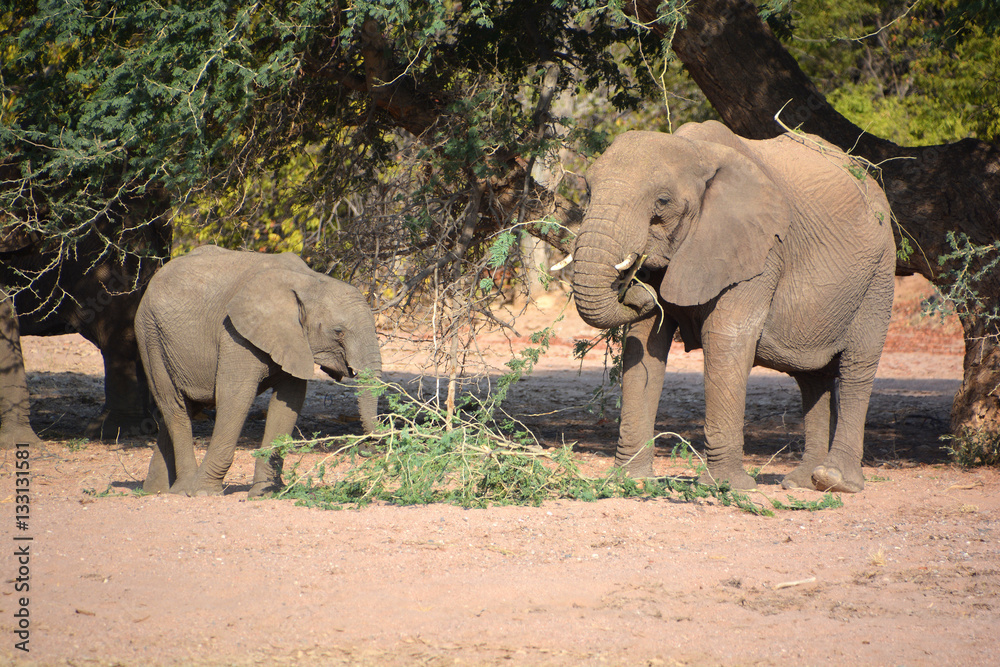 Desert elephants are not a distinct species of elephant but are African ...