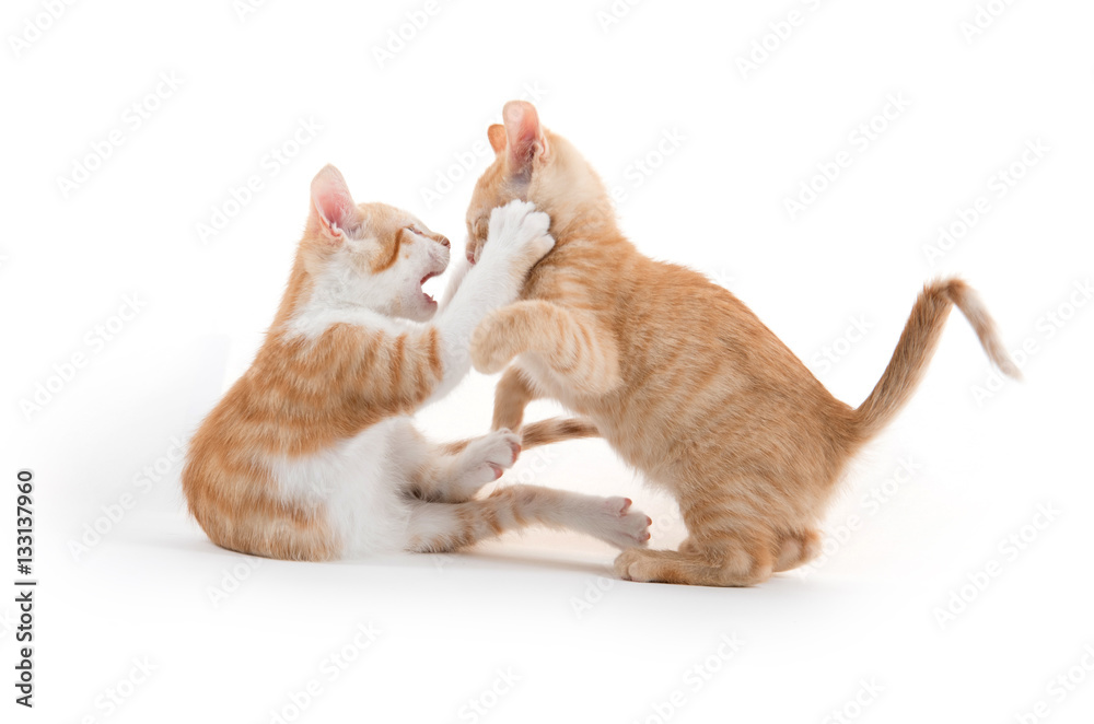 Two cute kittens playing Stock Photo | Adobe Stock