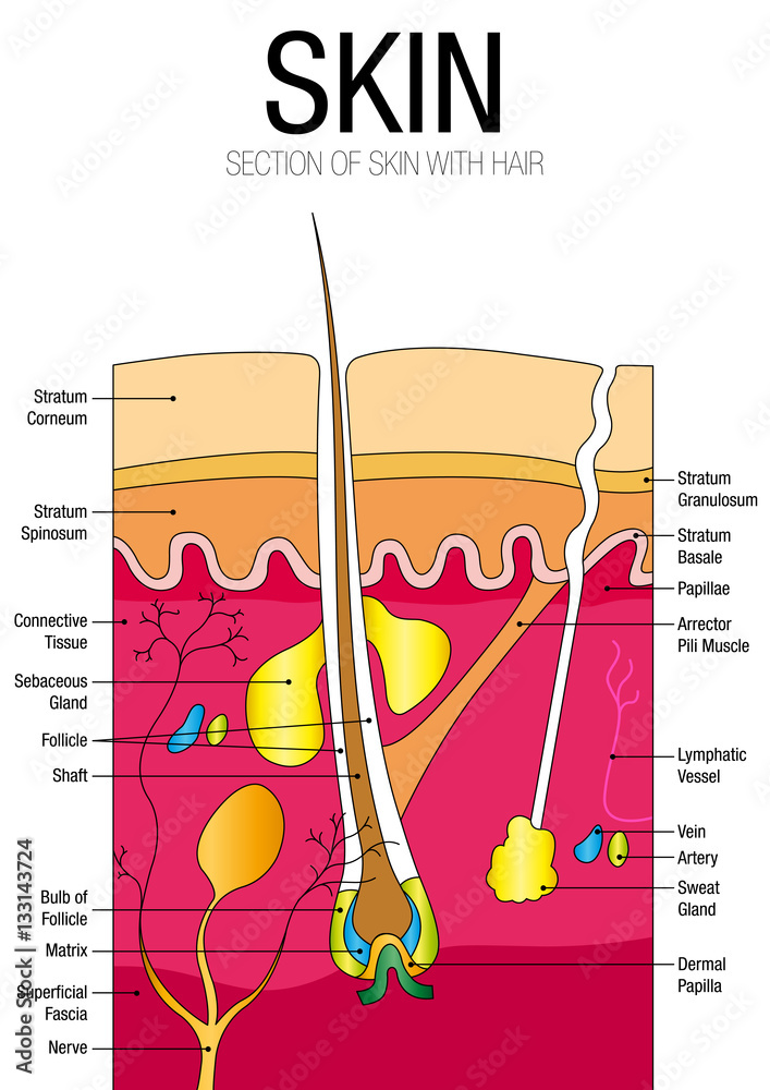 Chart of SKIN with parts name - Vector image Stock Vector | Adobe Stock