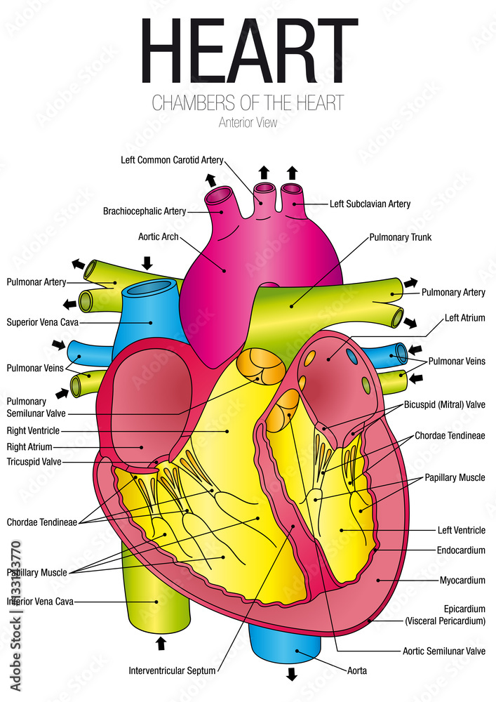 Obraz Chart of HEART Anterior view with parts name - Vector image na wymiar