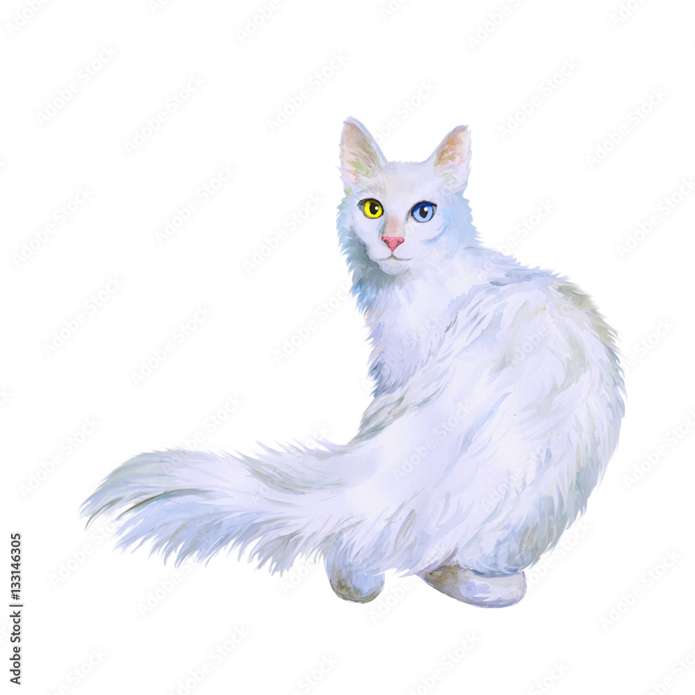 Watercolor portrait of Turkish Angora cat with odd eyes isolated on ...