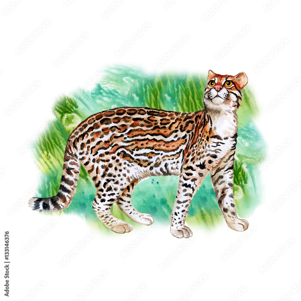 Ocelot Cat Drawing
