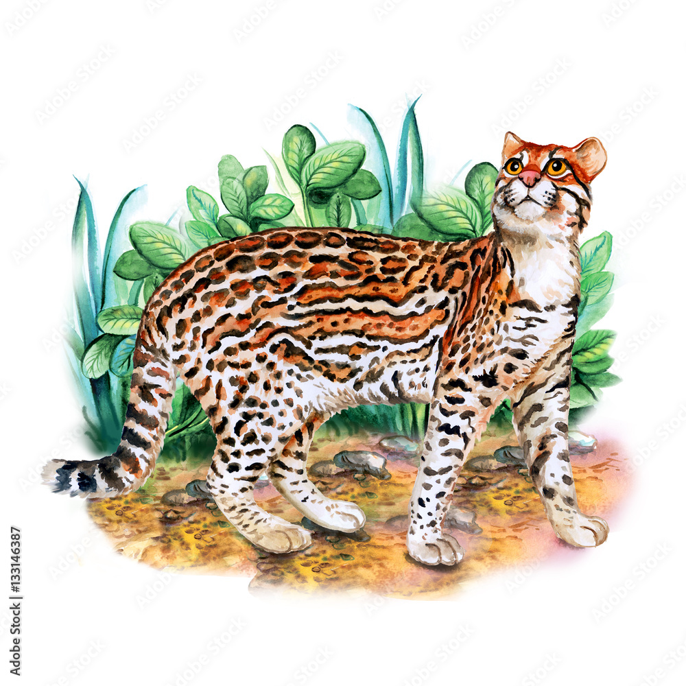 Ocelot Cat Drawing