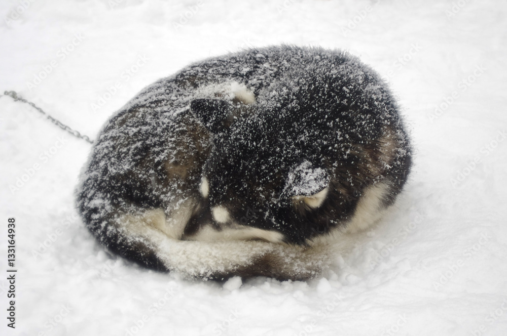 Siberian Husky curled up and asleep in the snow Stock Photo | Adobe Stock