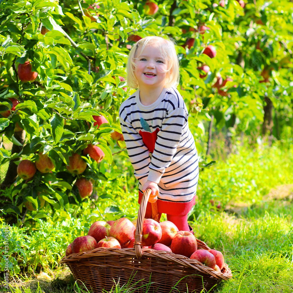 Little girl picking apples in a basket at the garden. Happy child ...