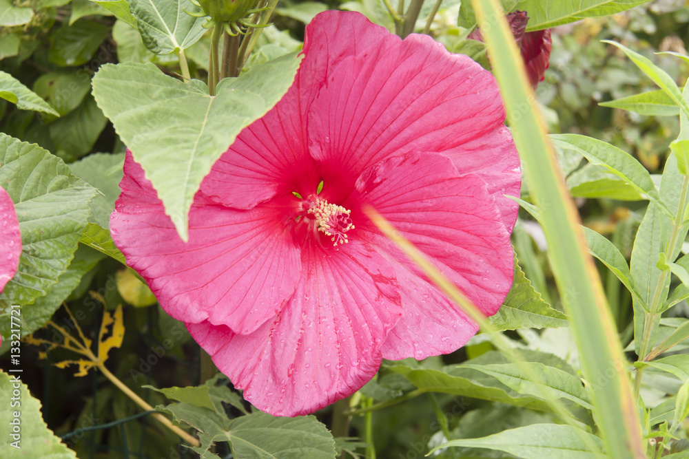 flor Stock Photo | Adobe Stock