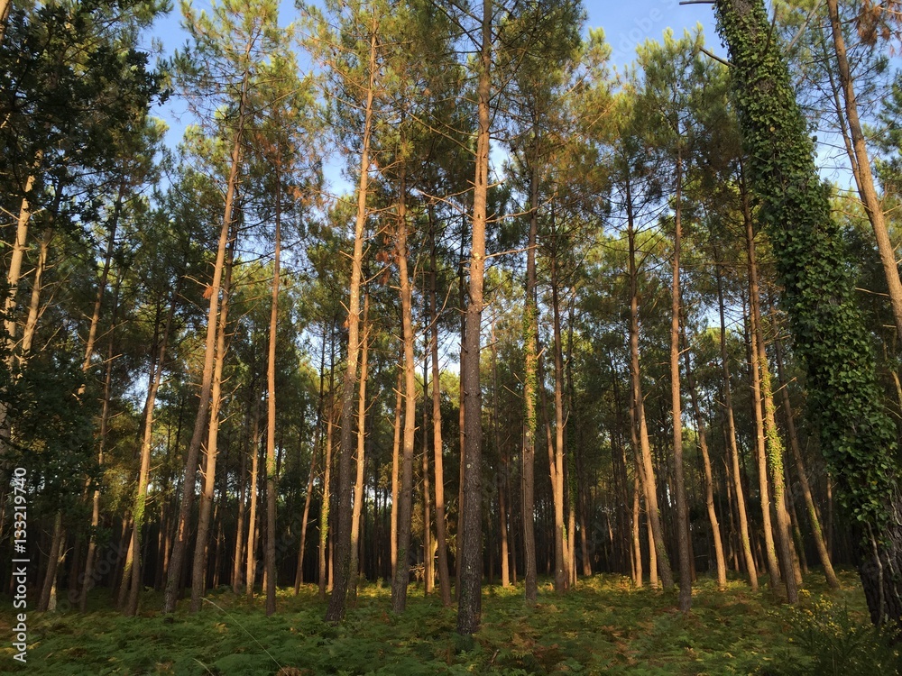 foret des landes Stock Photo | Adobe Stock