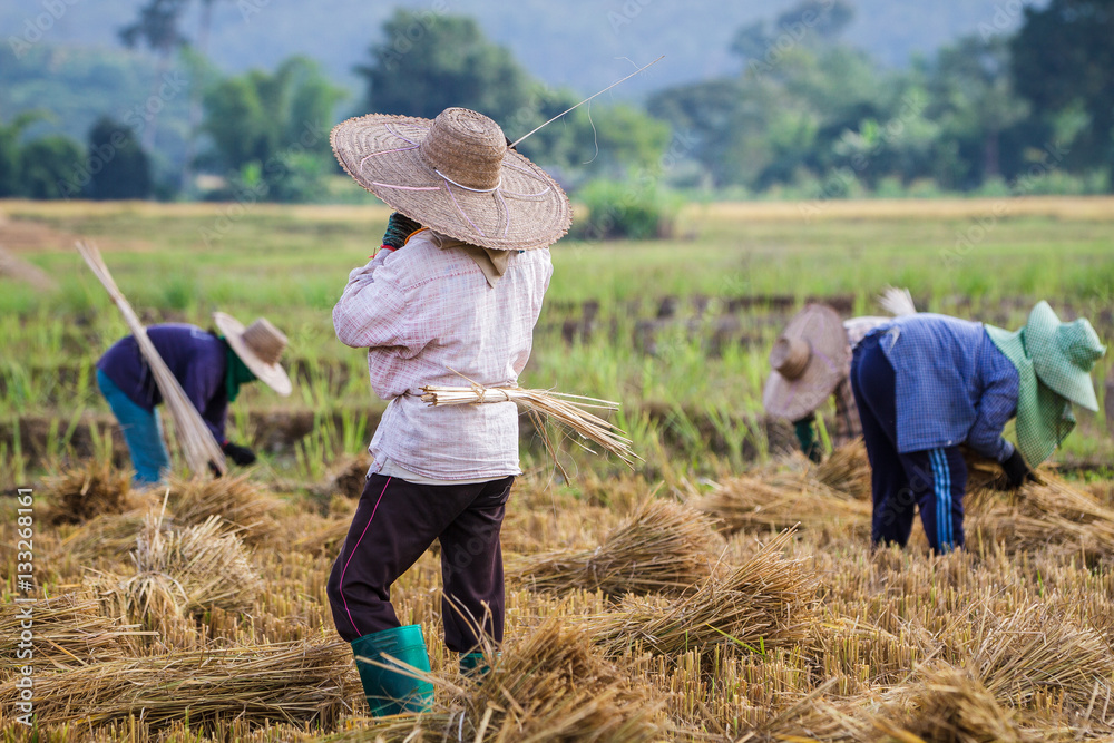 Thai Farmer Hat