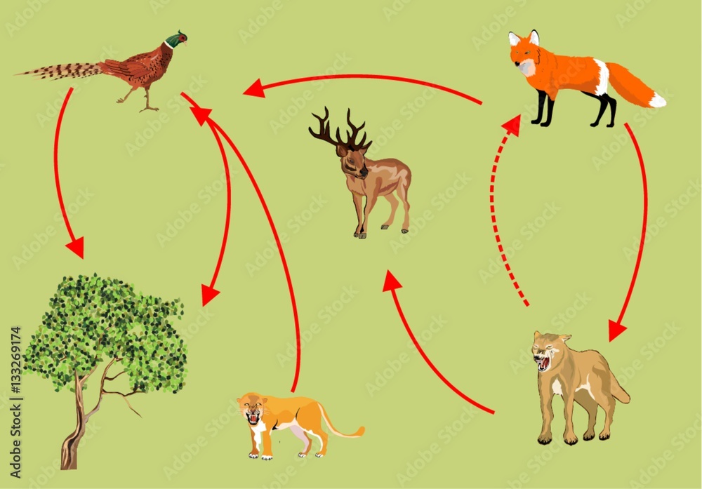 Food chain in kazakhstan river syrdaria river's forest Stock Vector ...