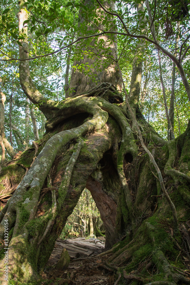 'Kugurisugi', forked tree of Yakusugi in Shiratani Unsuikyo, Yakushima ...