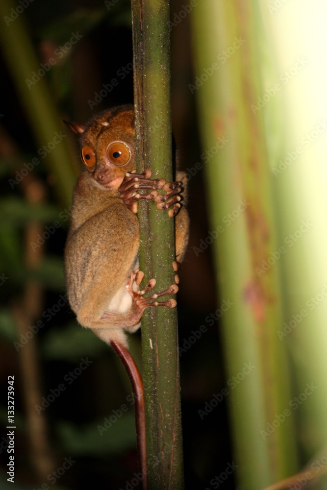 Western Tarsier (Tarsius bancanus) in Borneo, Malaysia Stock 写真 | Adobe ...