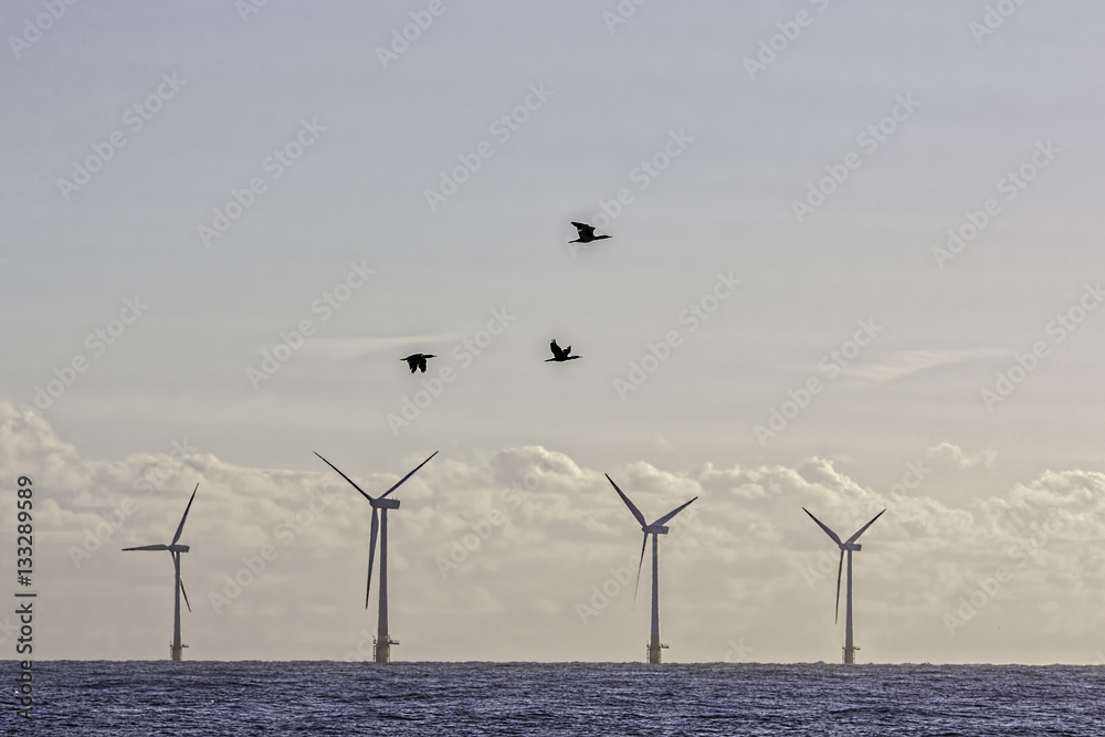 Clean energy. Birds fly past an offshore wind farm designed to help ...