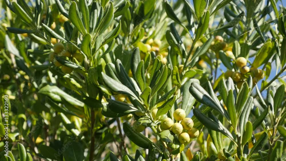 Plant Olea europaea with green berries and leaves close-up 4K 2160p ...