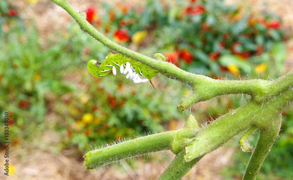 Foto de Tobacco/Tomato Hornworm as host to parasitic braconid wasp eggs ...