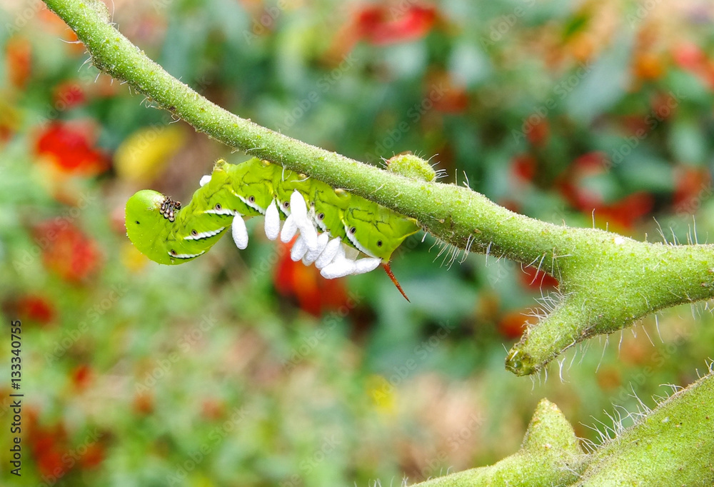 A Suffering Tobacco / Tomato Hornworm as host to parasitic braconid ...