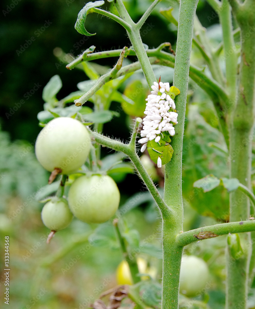One Tobacco / Tomato Hornworm as host to parasitic braconid wasp eggs ...