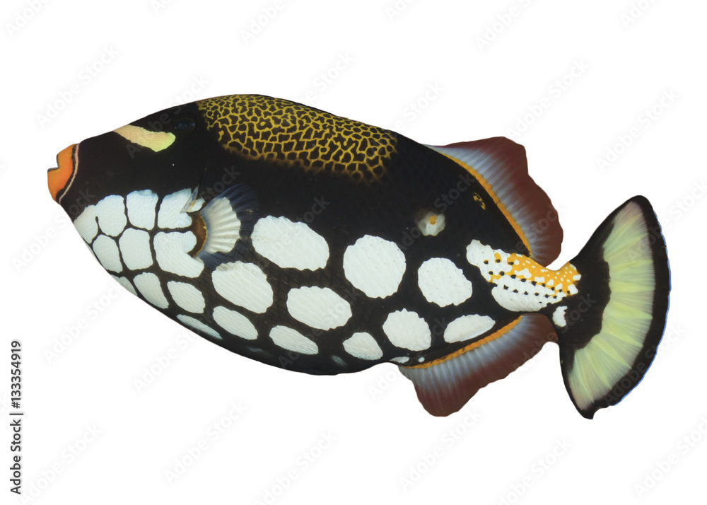 Tropical reef fish isolated on white background. Clown Triggerfish ...