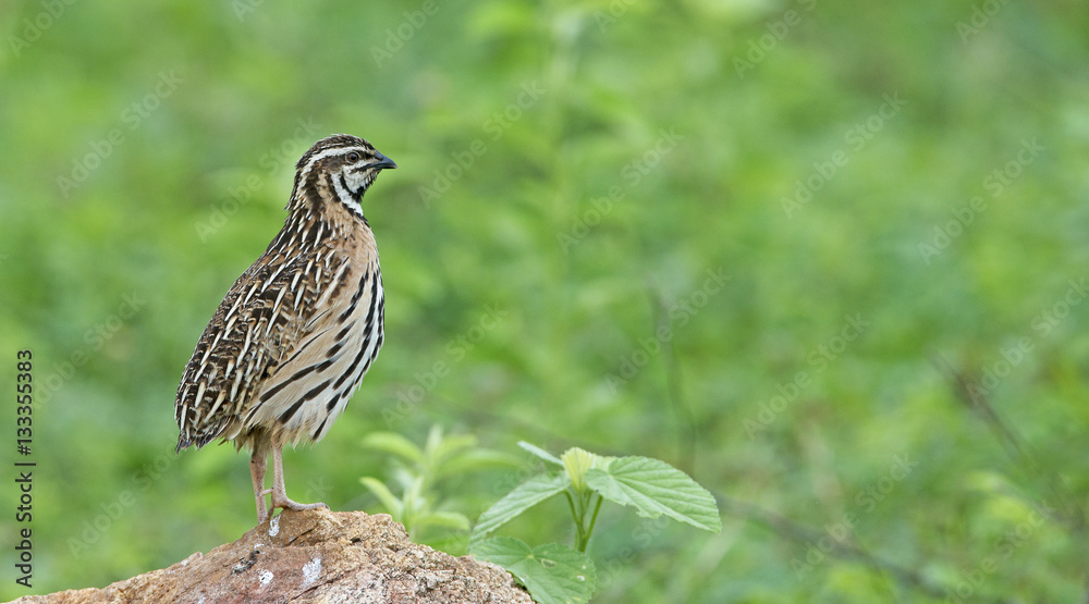 Bird, Rain Quail (Cotumix coromandelica) on the rock, Beautiful bird ...