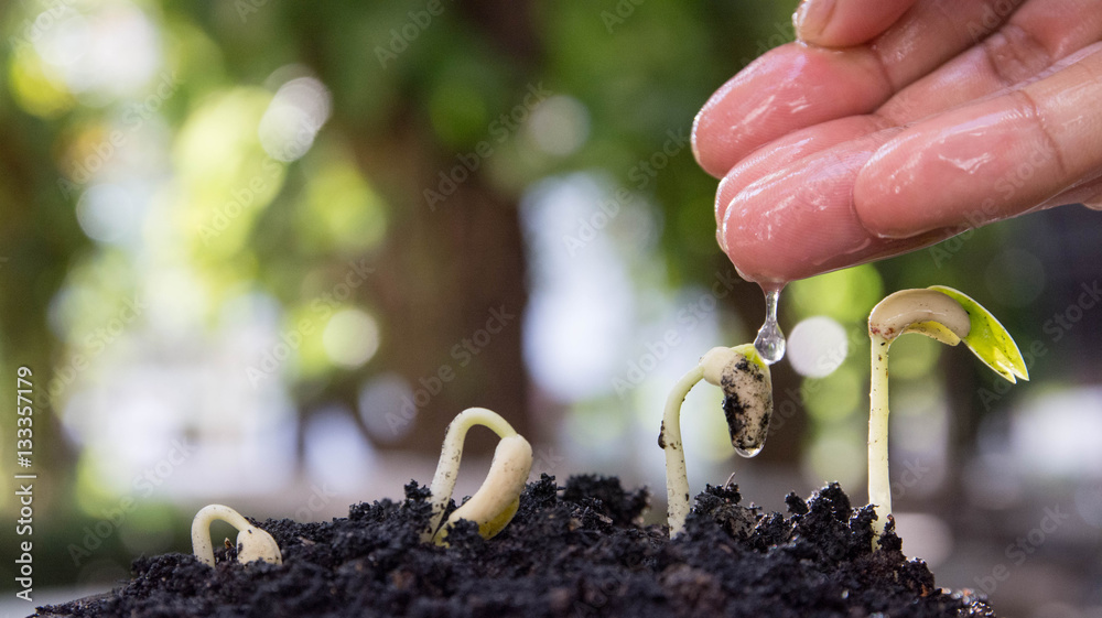 Seed Growing Background