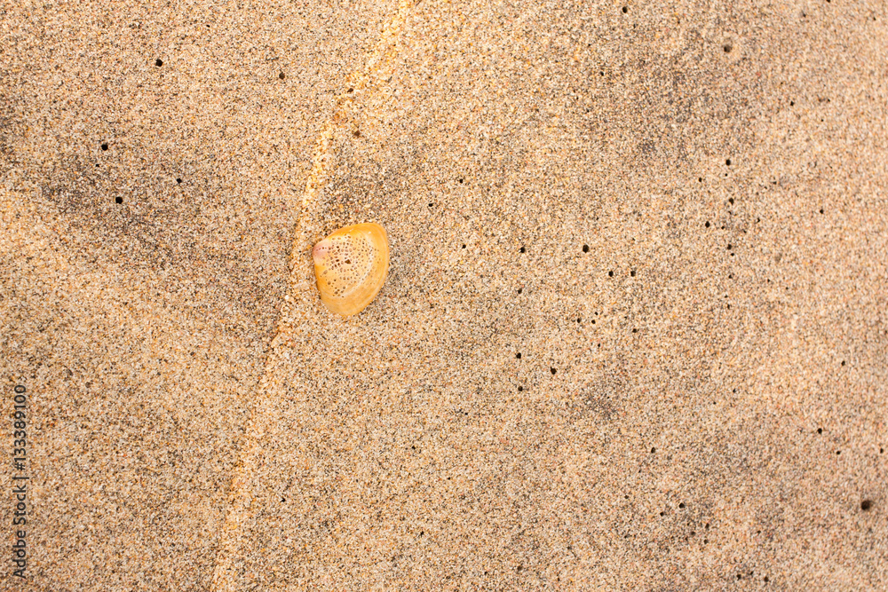 Foto Stock Perforated shell on beach - Overhead view from the top of a ...