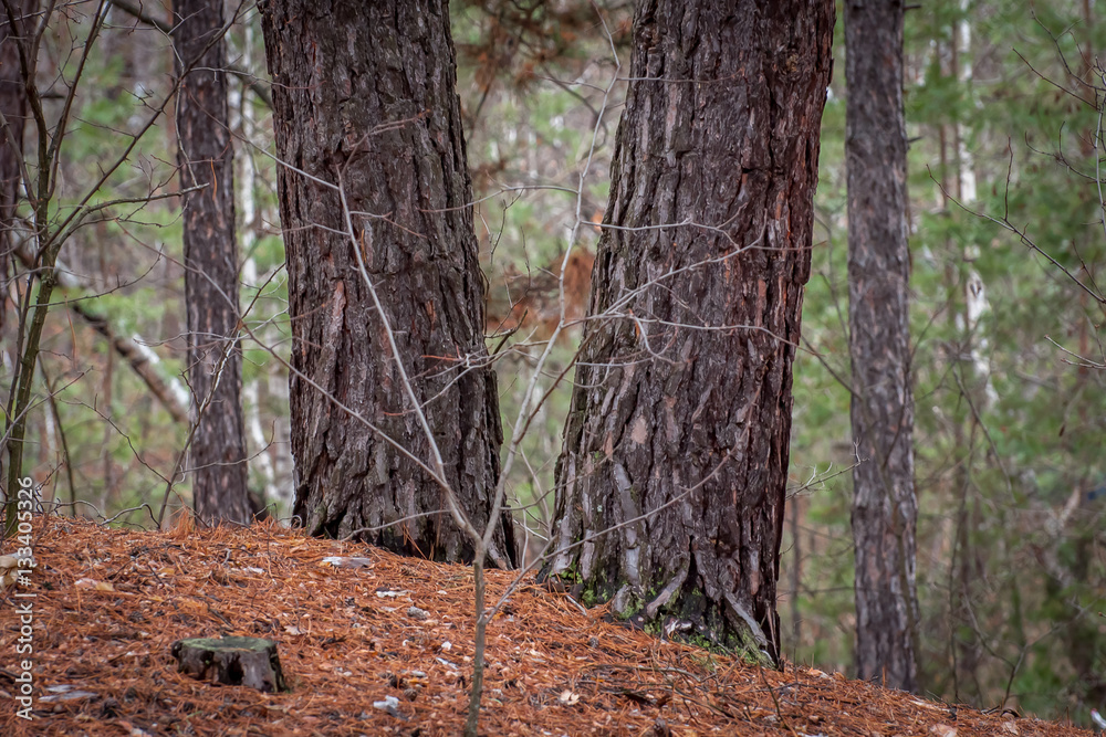 Two large trunks of trees in a forest. Two trees grow together out of ...