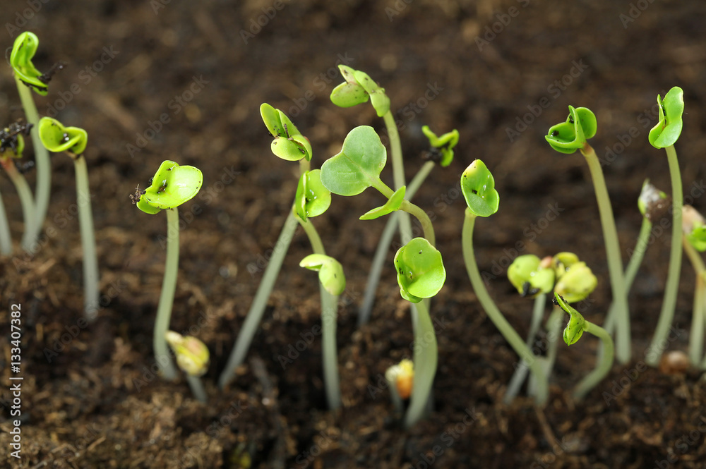 semis de graines de radis Photos | Adobe Stock