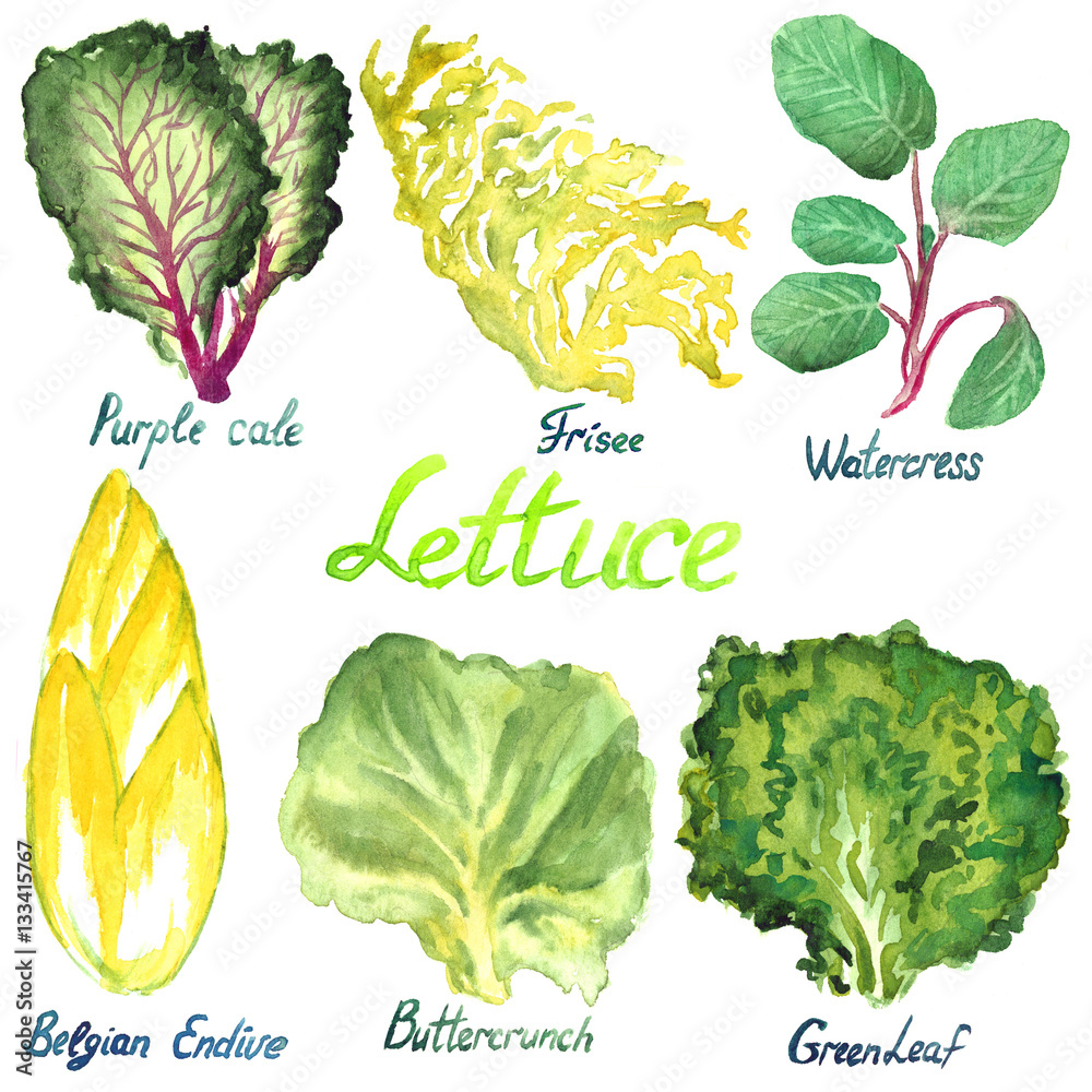 Lettuce variety set: Purple Cale, Frisee, Watercress, Belgian Endive ...